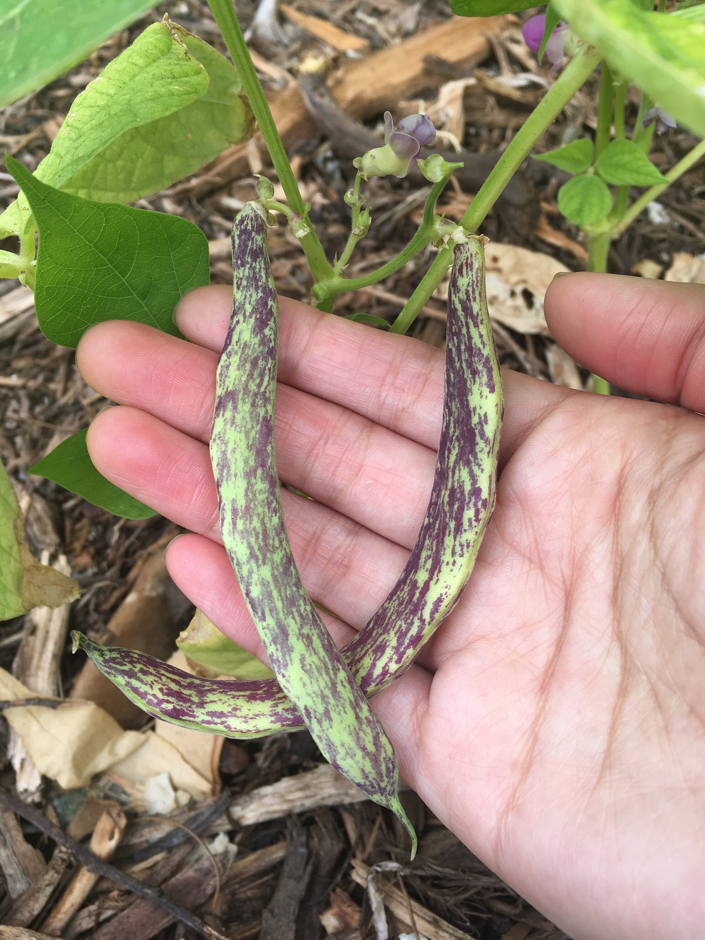 LIVE Dragon Tongue Bush Bean Plant String Beans Vegetable - Etsy.de