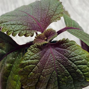 PREORDER 3 Hojiso Shiso Plants, Beefsteak Perilla Plant From Herb Seeds ...