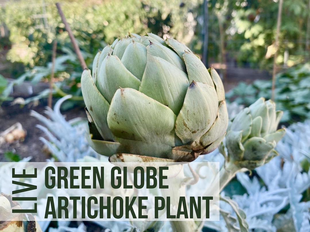 2 Green Globe Artichoke Plants, Green Artichokes Grown From Artichoke ...