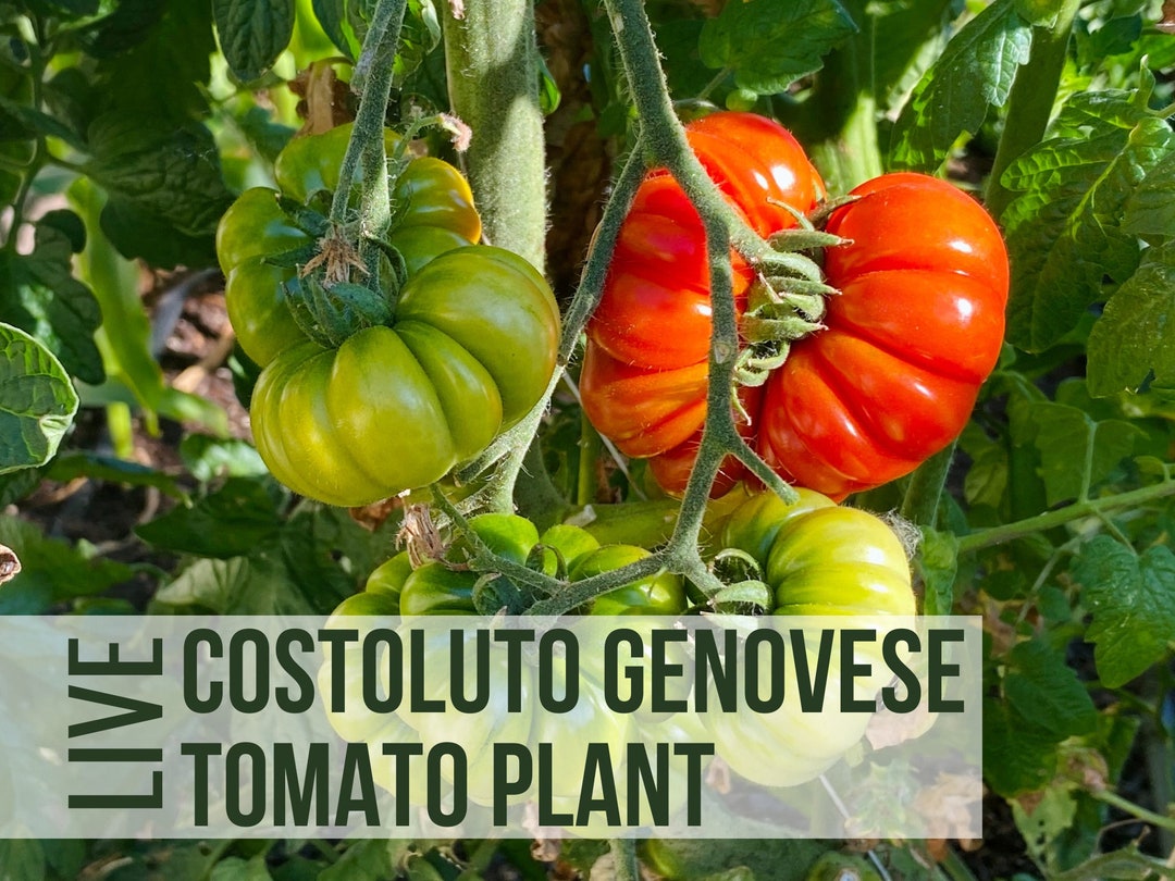 PREORDER Costoluto Genovese Tomato Plants, Heirloom Tomatoes Grown From ...