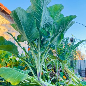 LIVE Walking Stick Kale Plant, Collard Kale Tree, Vegetable Seedlings ...