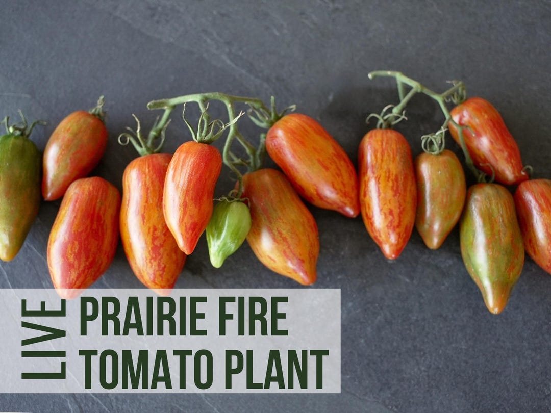 Prairie Fire Tomato Plants, Rare Tomatoes Grown From Tomato Seeds to ...