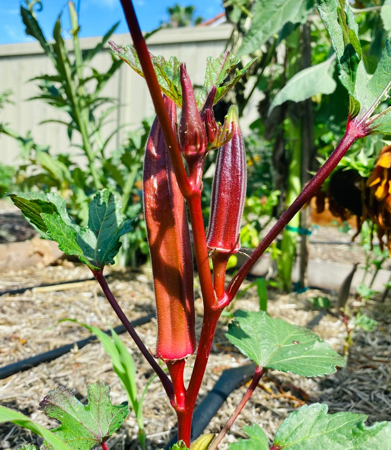 Jing Orange Okra Plant, Rare Okra Plant Starts, Live Vegetable Plant ...