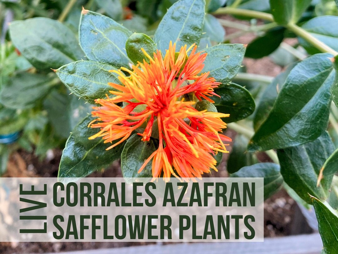 PREORDER 3 Corrales Azafran Safflower Plants, Dupe Saffron Flower Grown ...