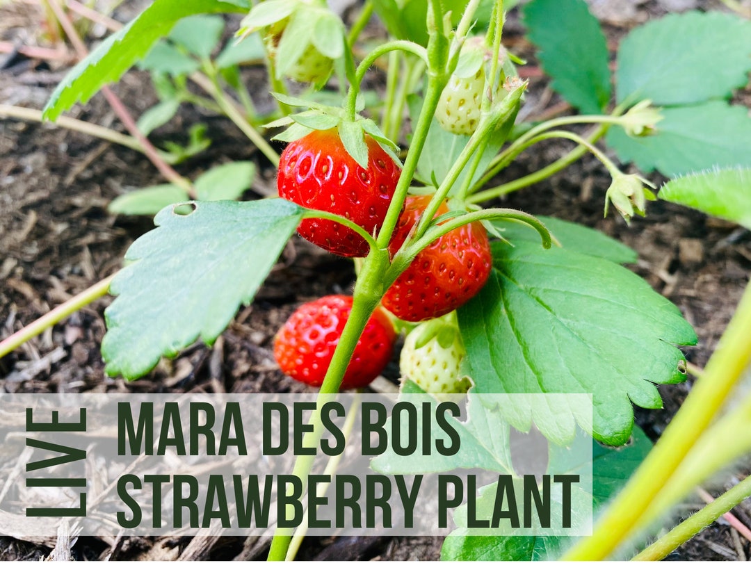Mara Des Bois Strawberry Plants, Best Tasting Everbearing Wild ...