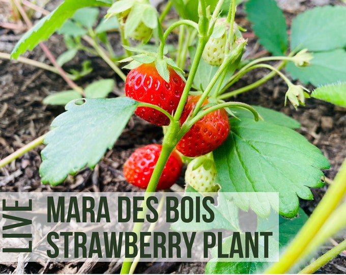Mara Des Bois Strawberry Plants, Best Tasting Everbearing Wild ...