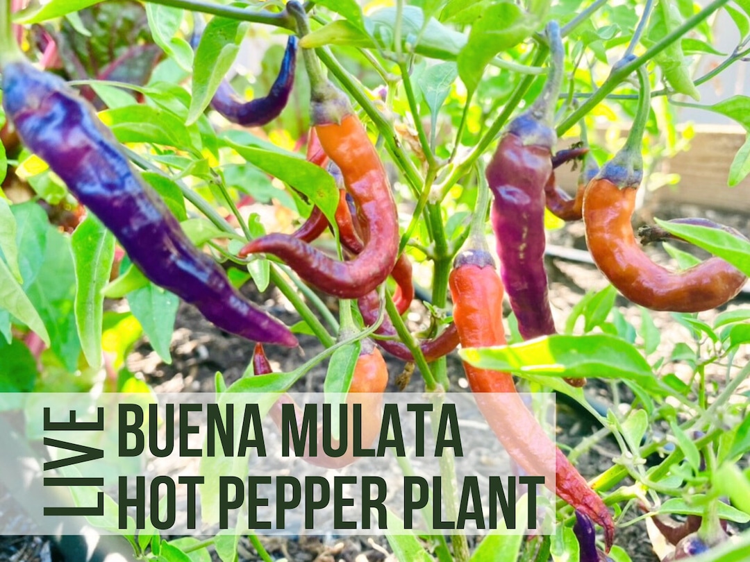 Buena Mulata Pepper Plant, Purple Hot Pepper Plant Starts, Live ...