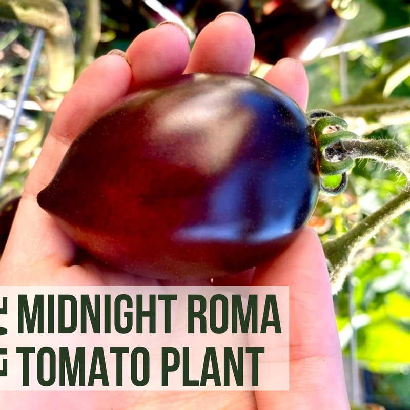 Vegetable Plants - Etsy