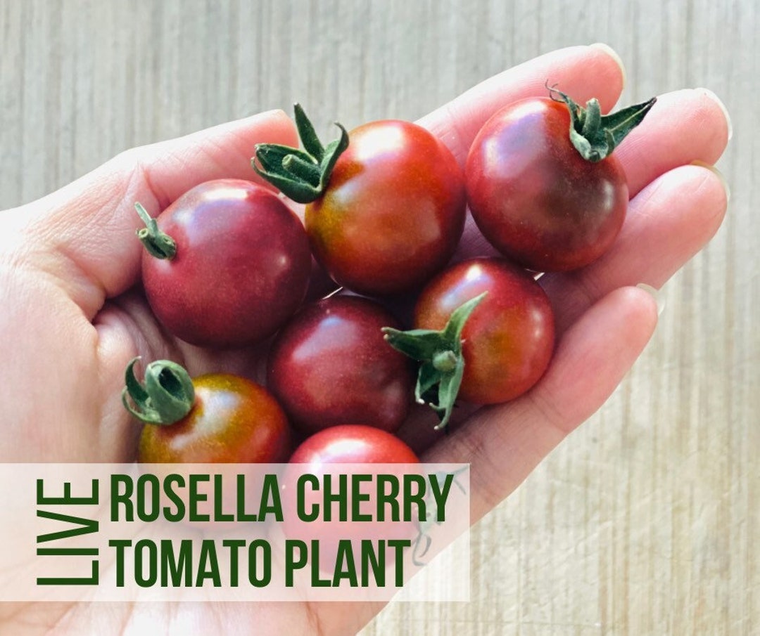 Rosella Tomato Plants, Cherry Tomatoes Plant Starts, Live Vegetable ...