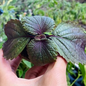PREORDER 3 Hojiso Shiso Plants, Beefsteak Perilla Plant From Herb Seeds ...