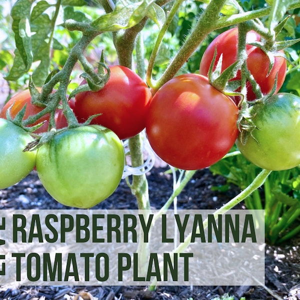 Rare Vegetable Seeds - Etsy