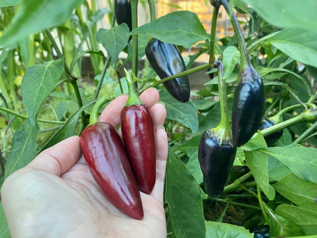 Hungarian Black Pepper Plants, Hot Peppers Grown From Vegetable Seeds ...