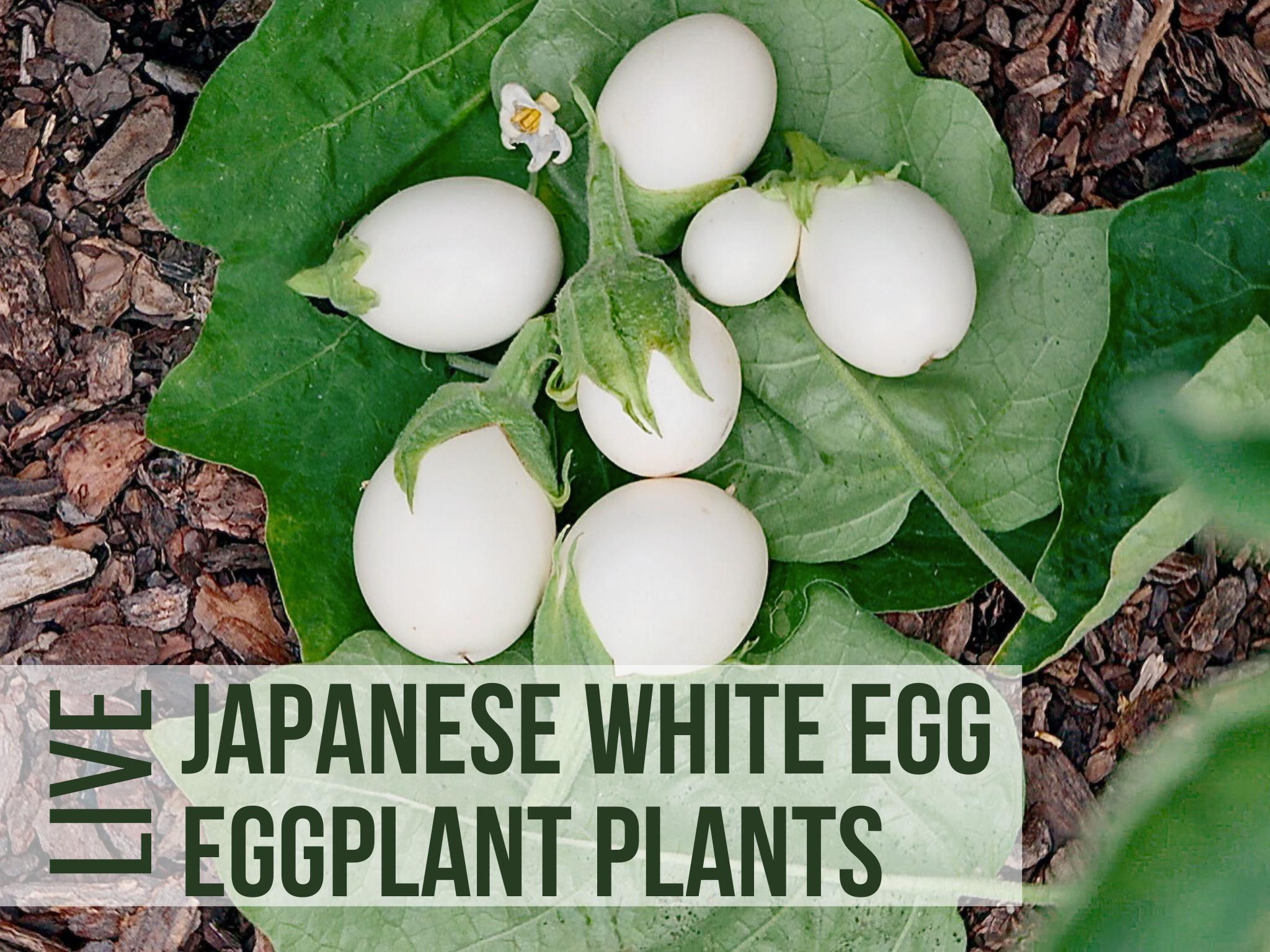 Japanese White Eggplant Plant