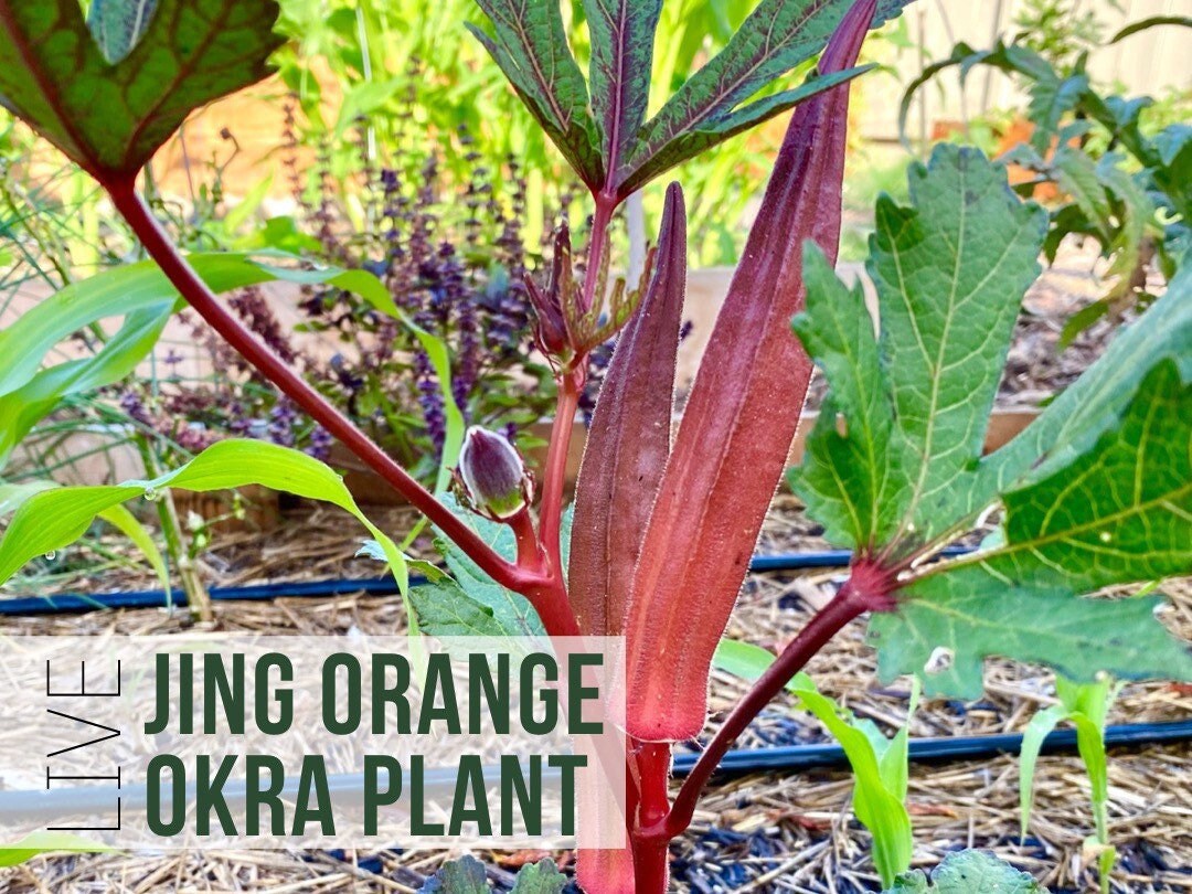 Jing Orange Okra Plant, Rare Okra Plant Starts, Live Vegetable Plant ...