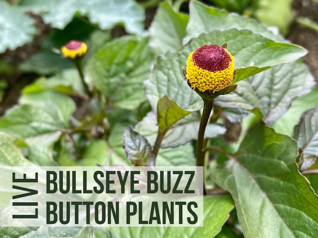 3 Bullseye Buzz Button Plants, Electric Daisy Toothache Plant Starts ...