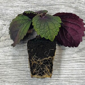 PREORDER 3 Hojiso Shiso Plants, Beefsteak Perilla Plant From Herb Seeds ...