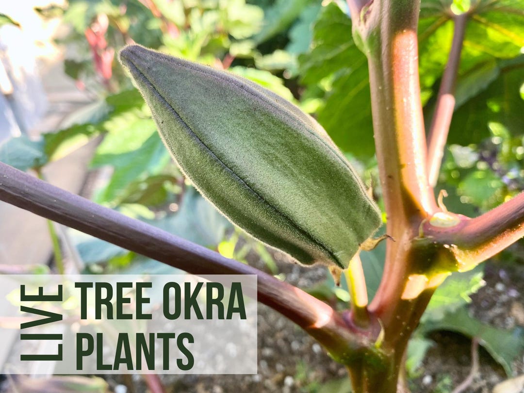 Tree Okra Plants, Nkruma Tenten Okra Grown From Okra Seeds to Vegetable ...