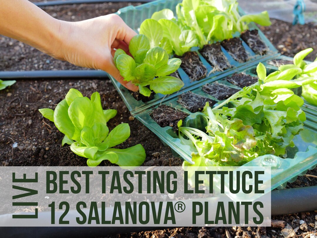 12 Salanova Lettuce Plants: Easy to Grow Gourmet Salad Mix Bundle - Etsy