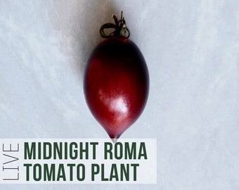 Tomato Plants Live | Etsy