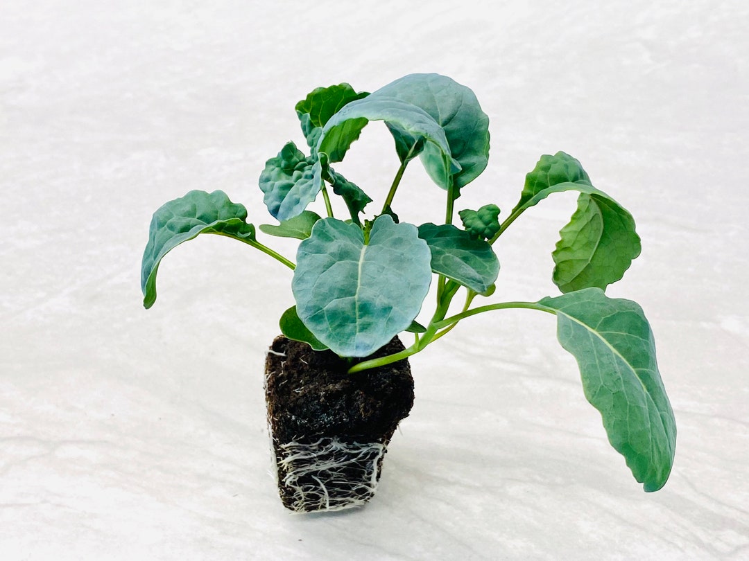 LIVE Black Magic Kale Plant Leafy Greens Vegetable - Etsy
