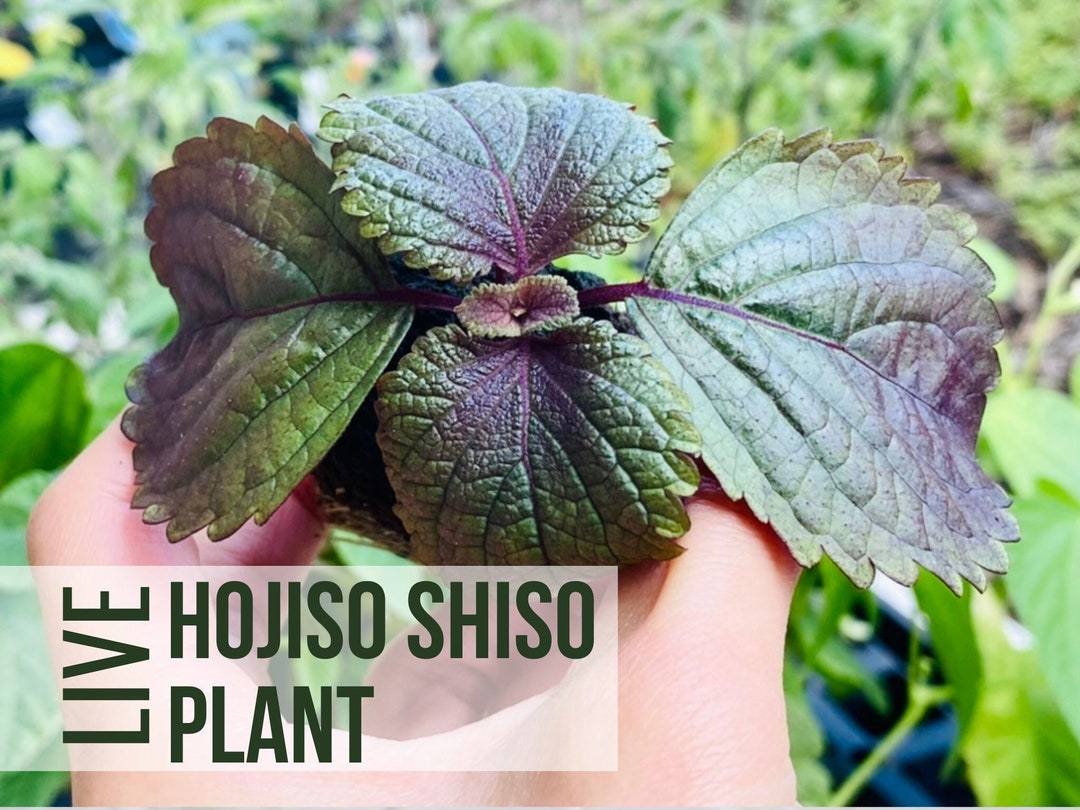 3 Hojiso Shiso Plants, Beefsteak Perilla Plant From Herb Seeds to Plant Starts, Easy to Grow ...
