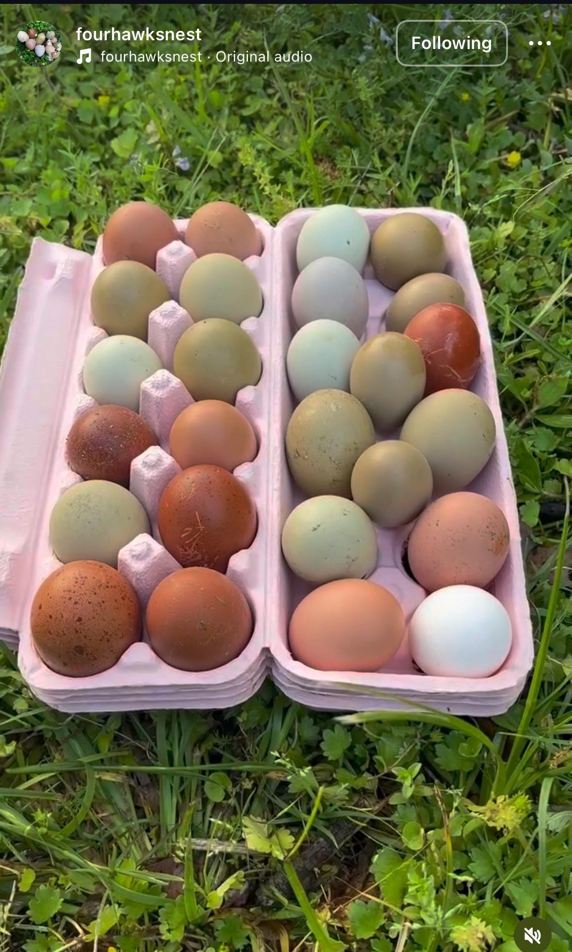 Pink Open Top Paper Pulp Chicken Egg Cartons (12 Eggs) - Etsy