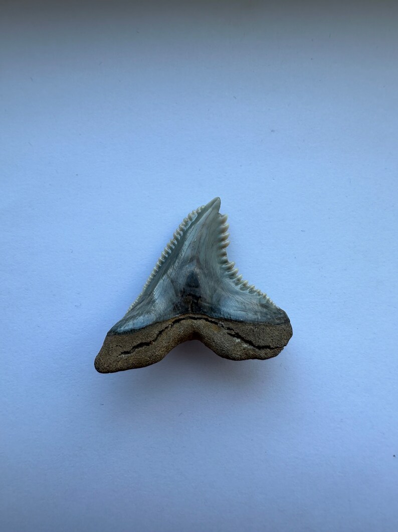 Large Excellent Quality 1.5 Fossilized Snaggleshark Tooth Hemi Shark ...