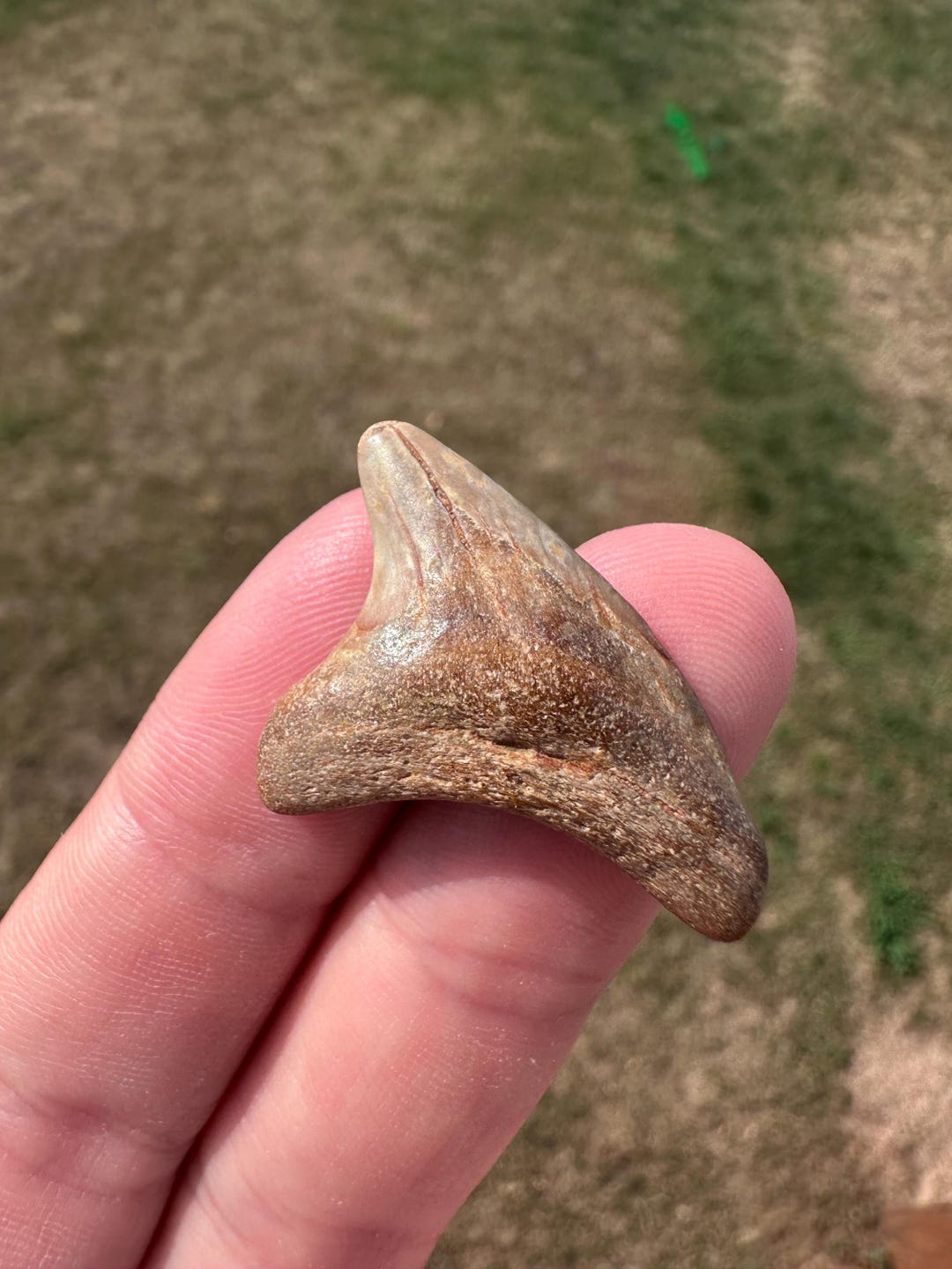 Rare Giant Thresher Shark Tooth - 1.35” Found in Virginia - Thresher ...