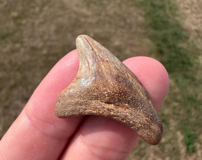 Rare Giant Thresher Shark Tooth - 1.35” Found in Virginia - Thresher ...
