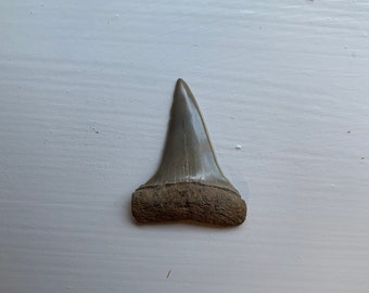 Mako Shark Tooth | Etsy