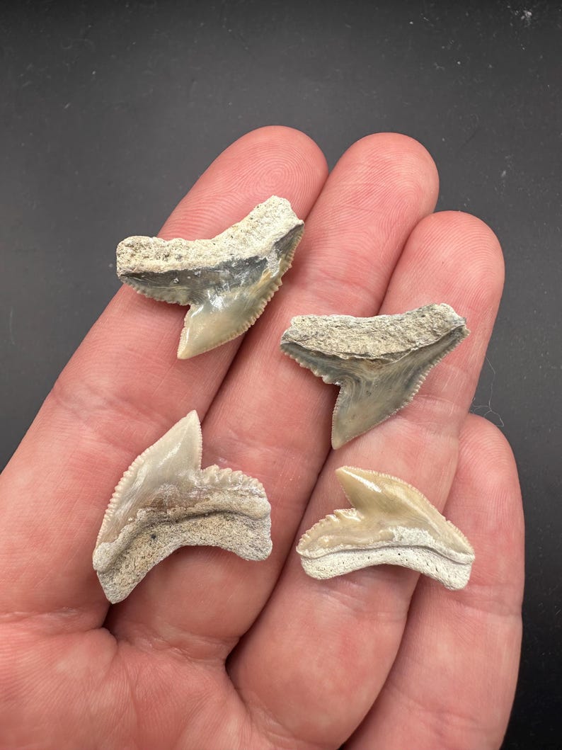 A Grade Fossil Tiger Shark Teeth Set of 4 - Large Fossil Tiger Shark ...