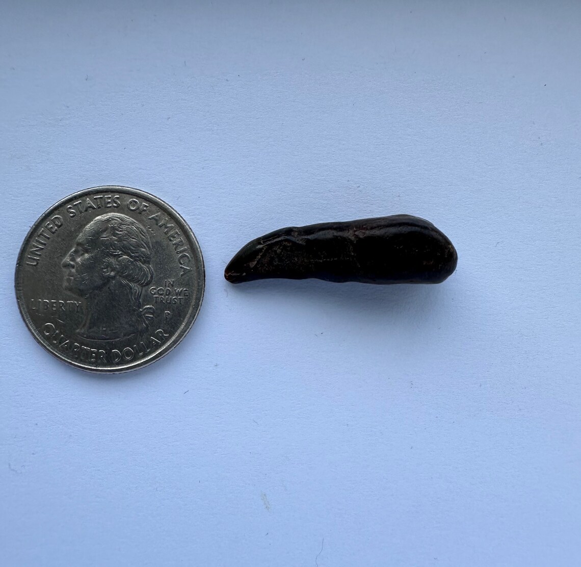 Rare Fossilized Dolphin Tooth Perfect Condition From Calvert Cliffs Md ...