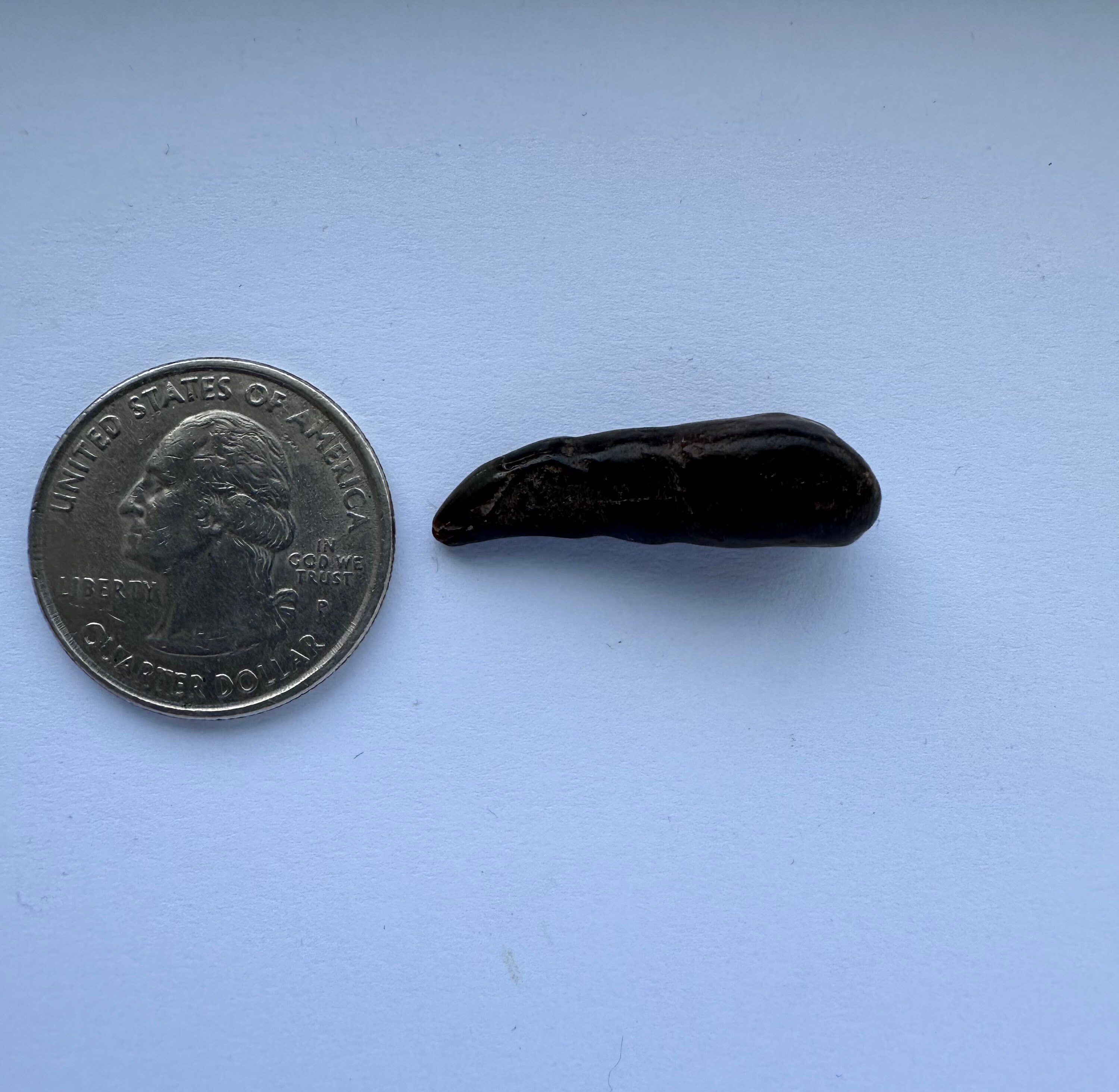 Rare Fossilized Dolphin Tooth Perfect Condition From Calvert Cliffs Md ...