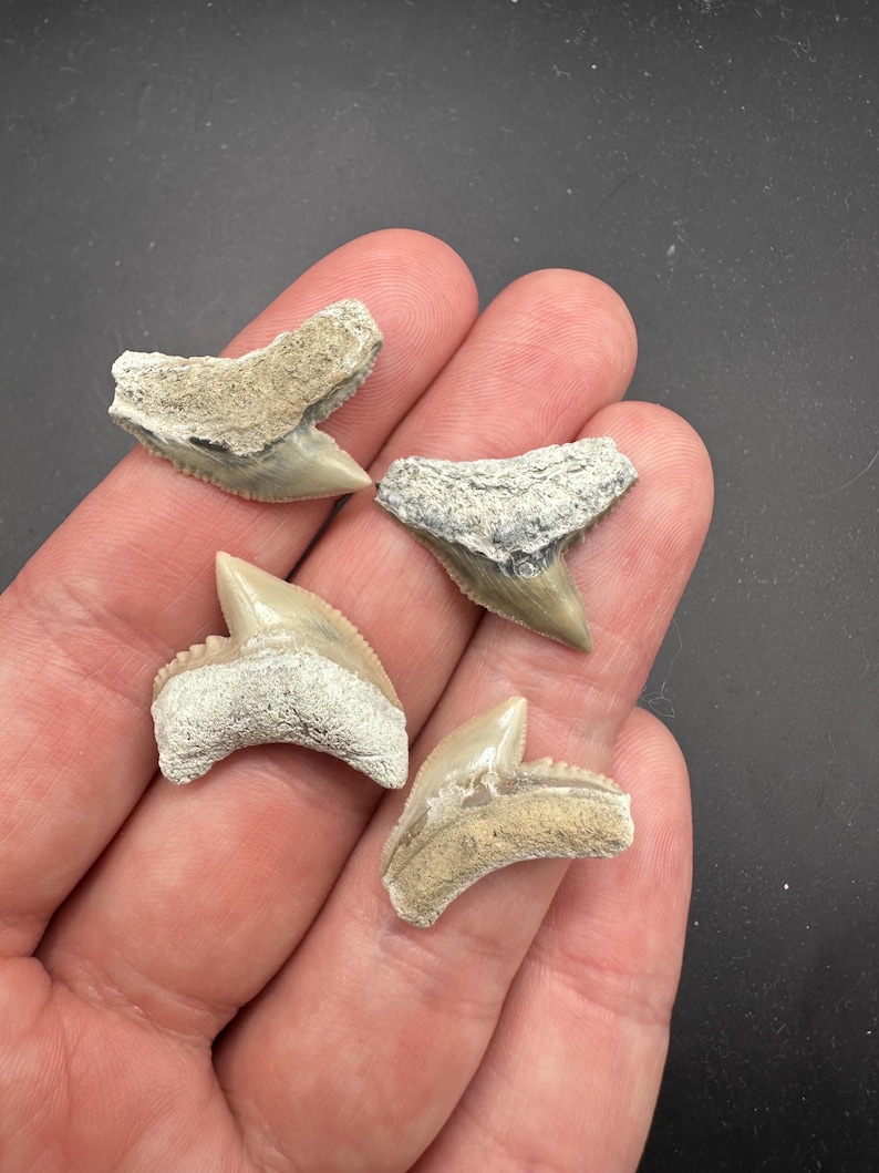 A Grade Fossil Tiger Shark Teeth Set of 4 - Large Fossil Tiger Shark ...