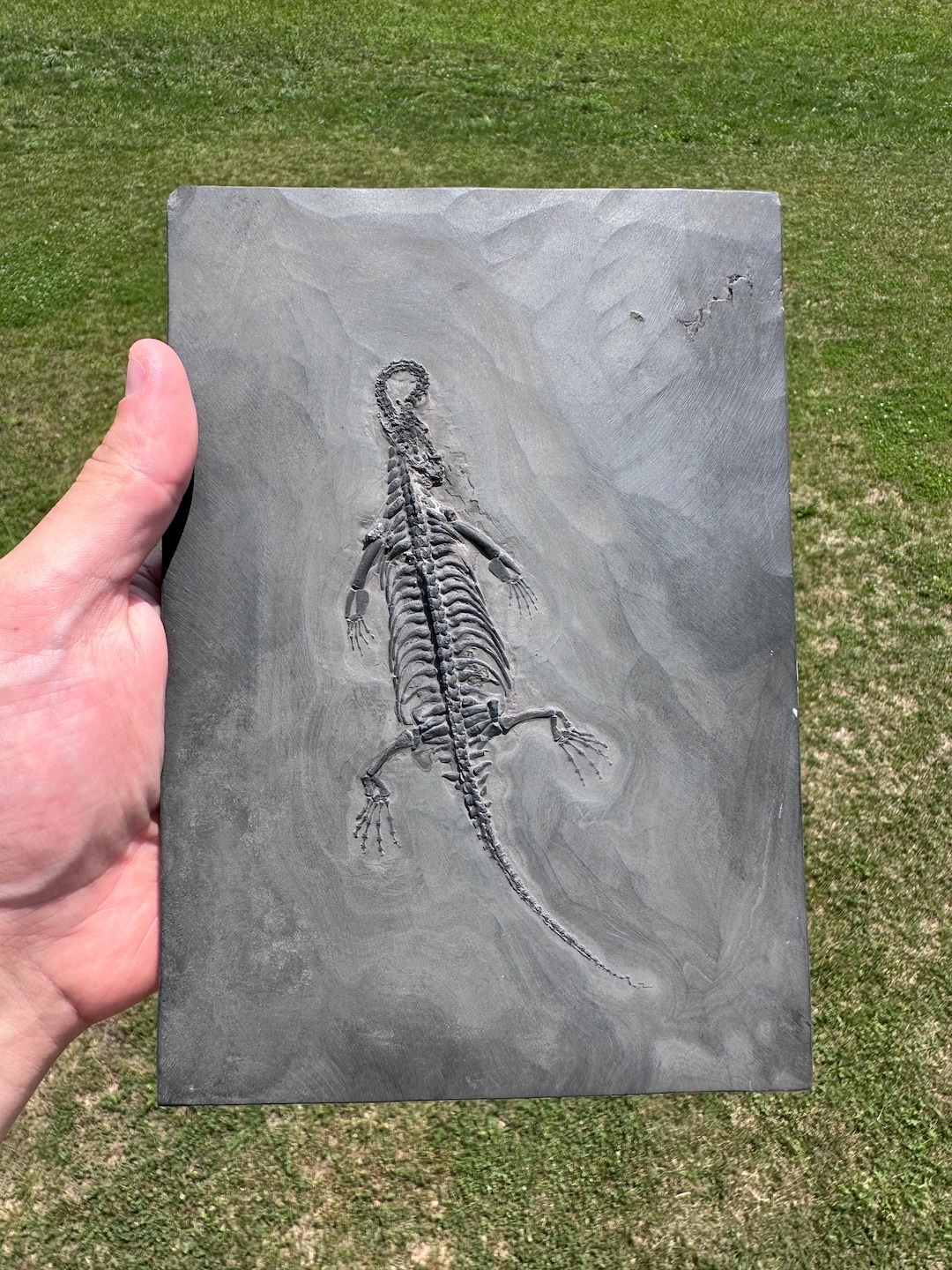 Keichousaurus Fossil With Stunning Detail - Complete Skeleton - Marine ...