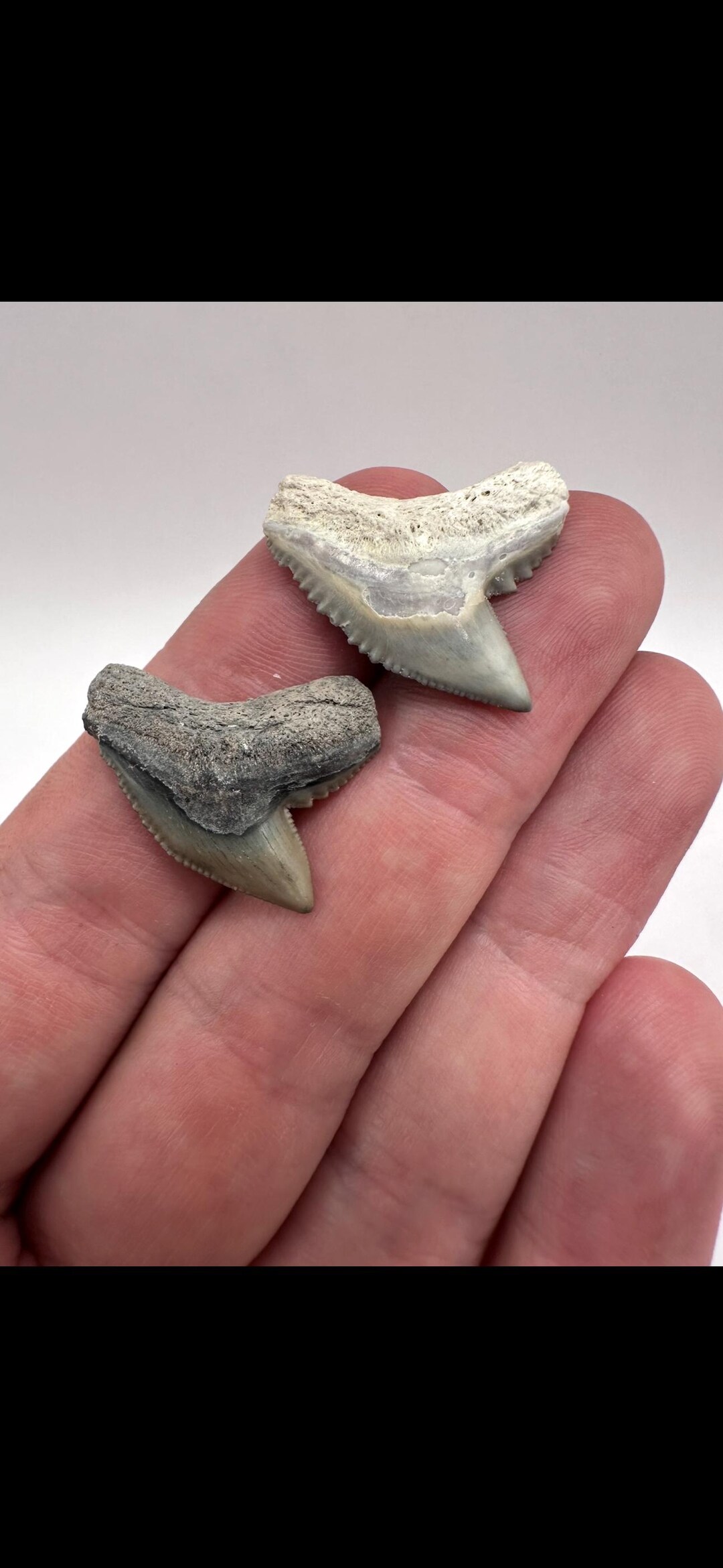 Huge 1”+ Fossil Tiger Shark Teeth - Set of 2 Huge Fossil Tiger Shark ...