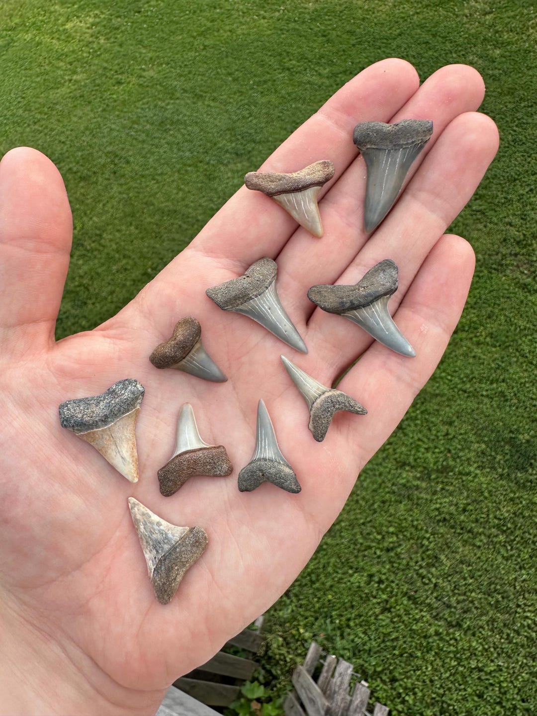 Jewelry Grade Fossilized Shark Teeth Set of 10 - Stunning Coloration ...