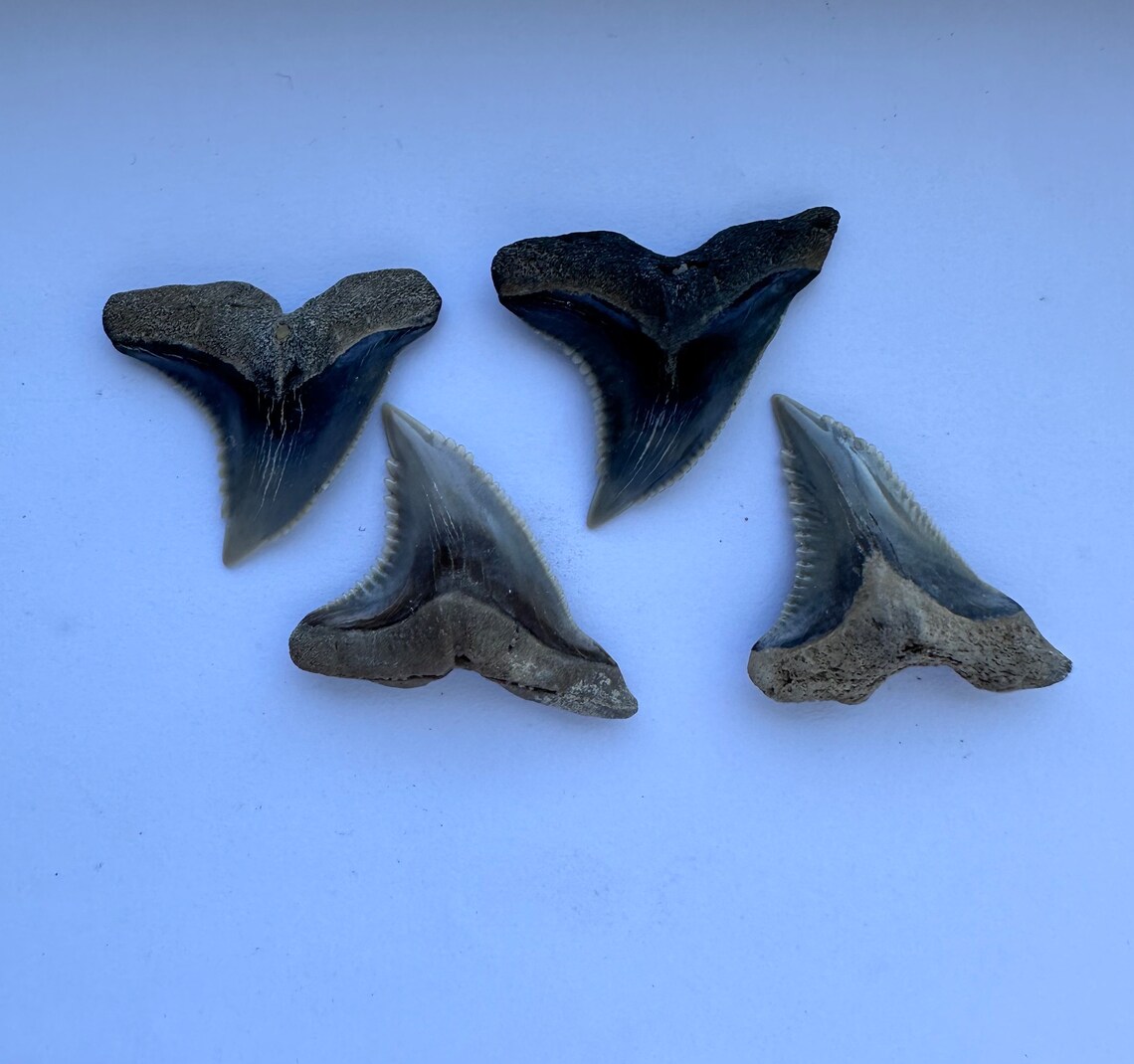 Museum Quality Fossil Shark Teeth Set of 4 Fossil Hemipristis Shark ...