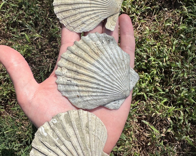 Complete Small Fossilized Chesapecten Shells - Set of 3 Fossil Shells ...