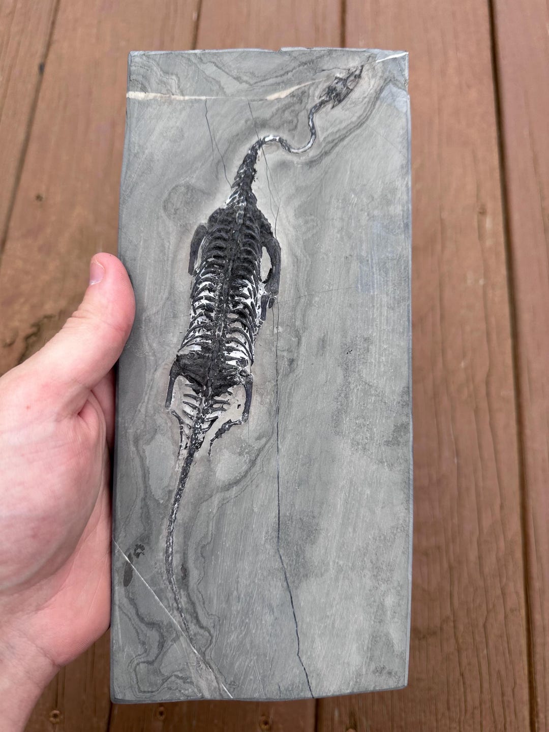 Large Keichousaurus Fossil With Some Quartz Bones! - Keichousaurus ...