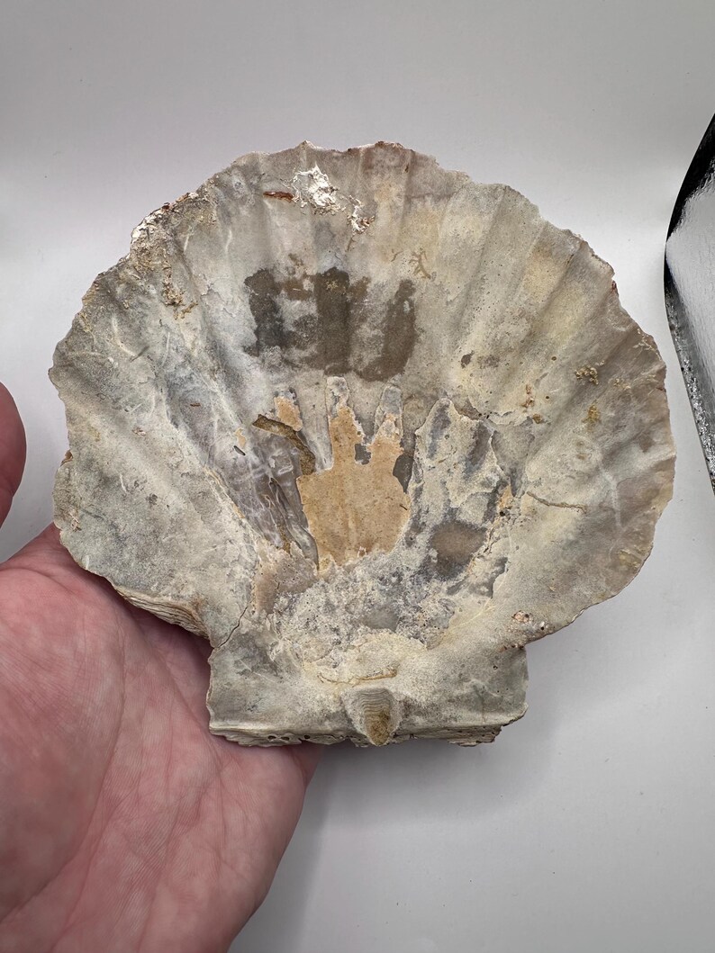 Large Pair of Fossilized Chesapecten Scallop Shell - Fossil Shell ...
