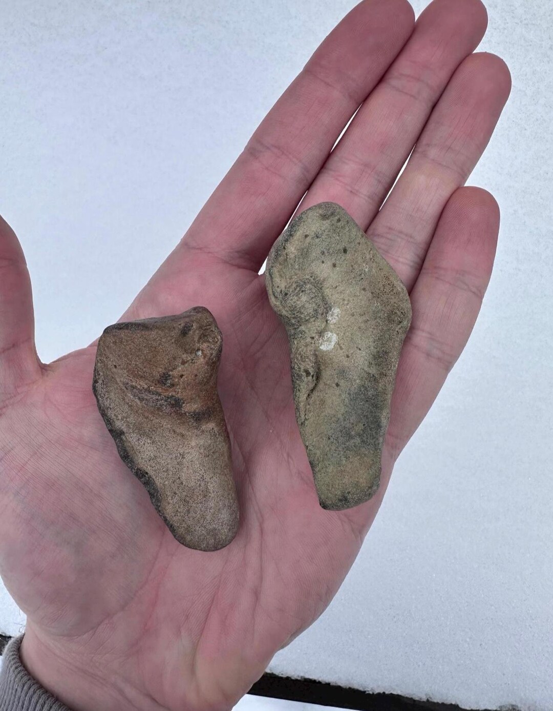 Large Fossil Miocene Bulla Bone - Sea Mammal Inner Ear Bone - Fossil ...