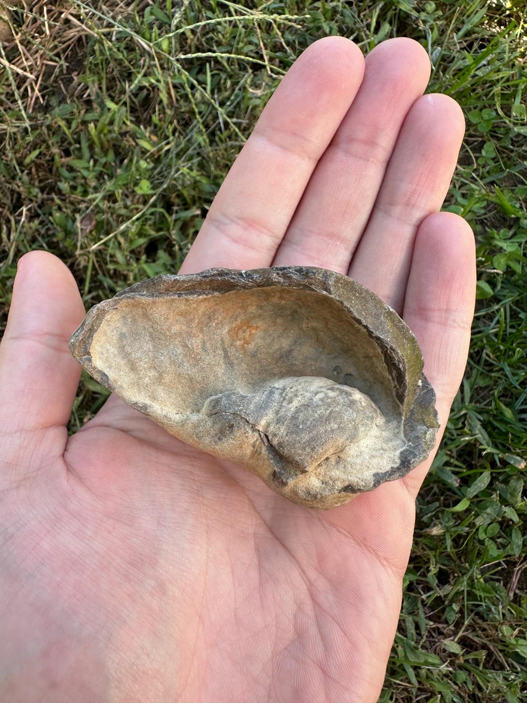 Large Fossil Miocene Bulla Bone - Sea Mammal Inner Ear Bone - Fossil ...