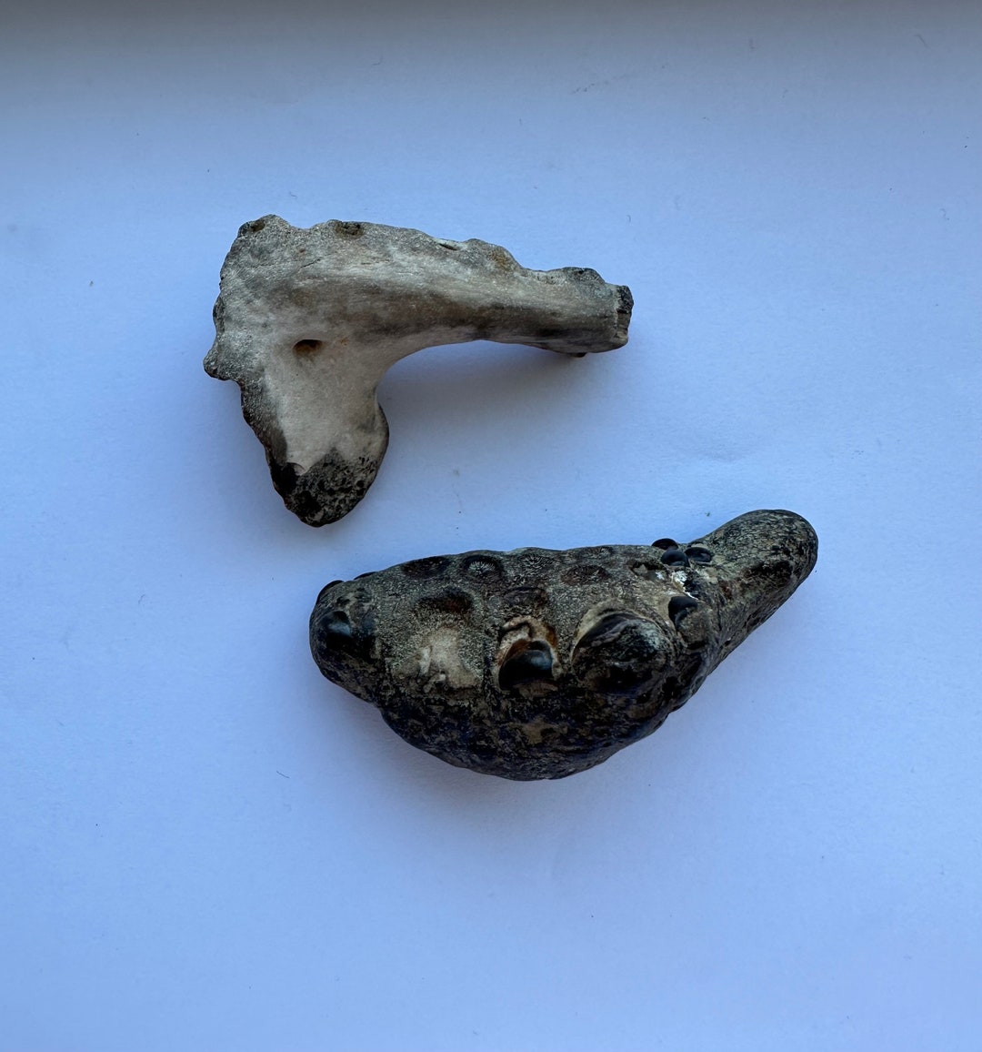 Rare Fossil Fish Jaw With Teeth Still Present Fossil Fish Miocene ...