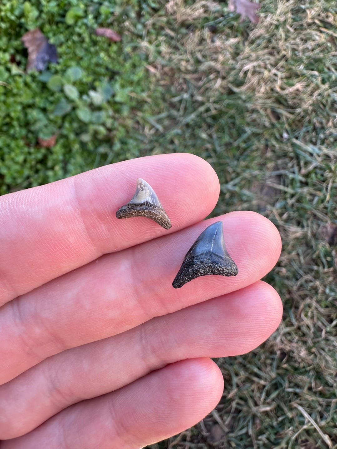 Rare Fossil Thresher Shark Teeth Pair - Fossil Shark Teeth - Thresher ...