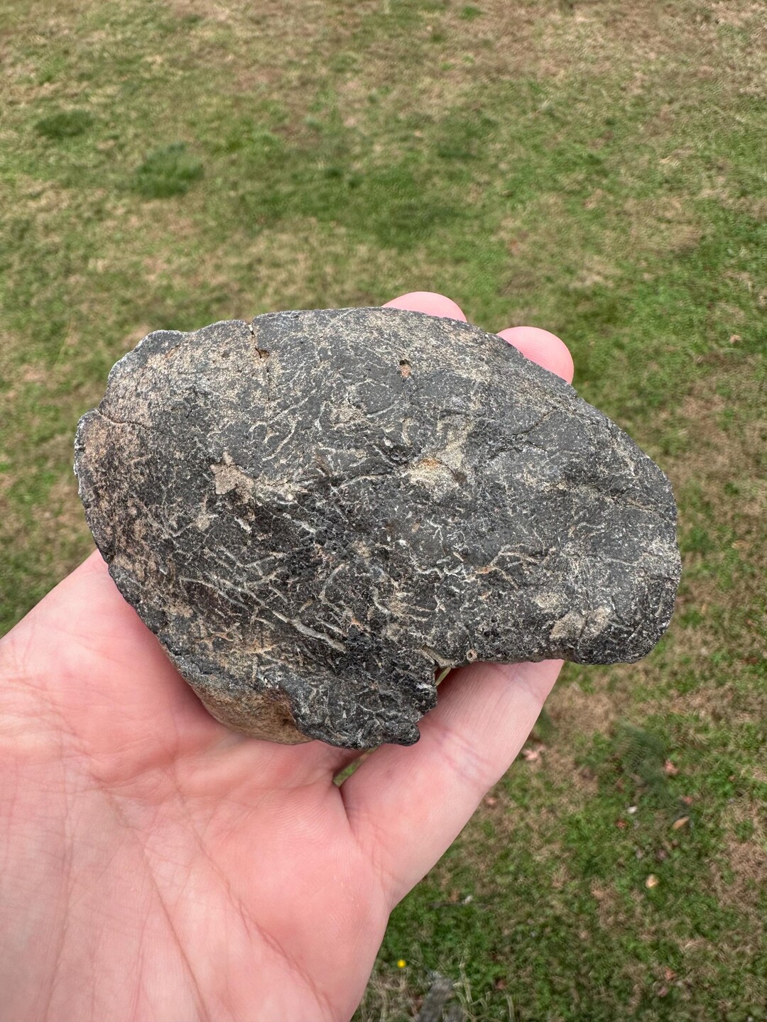 Very Rare Huge Fossilized Miocene Era Crab Fossil Large Sized Crab ...