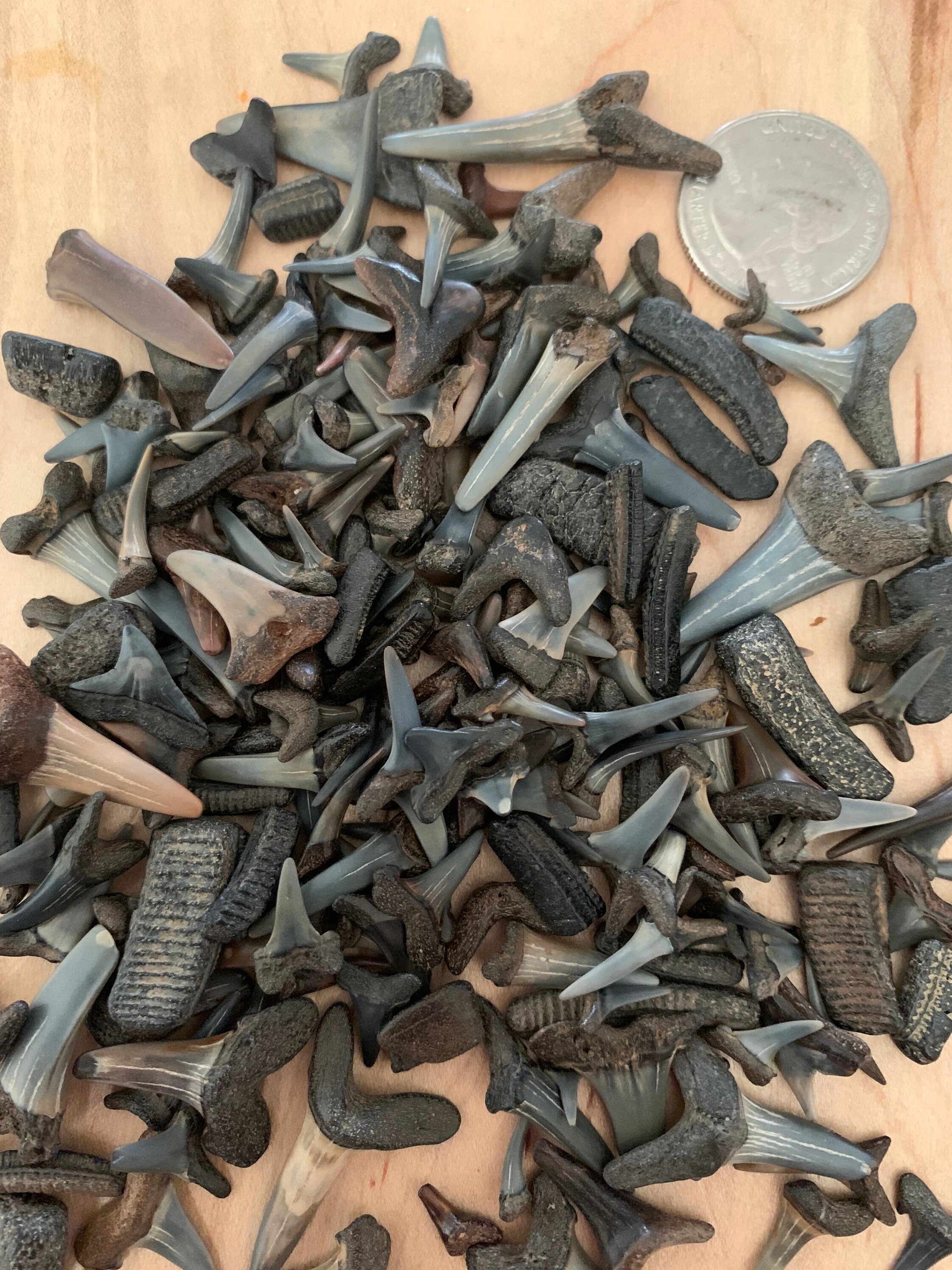 Handful of 30 fossil sand tiger shark teeth. 50 million years | Etsy