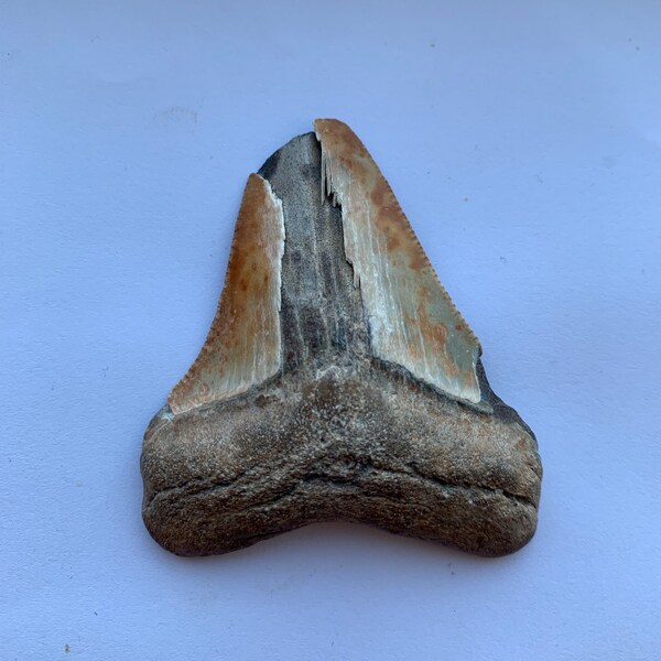 Large Shark Tooth - Etsy