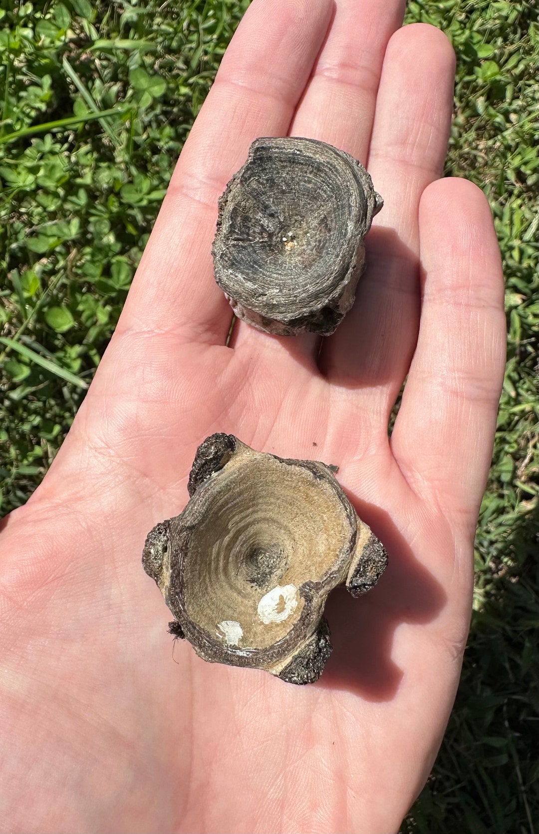 Fossilized Fish Vertebrae Fish Fossil Fossil Fish Vertebrae Fossil Bone ...