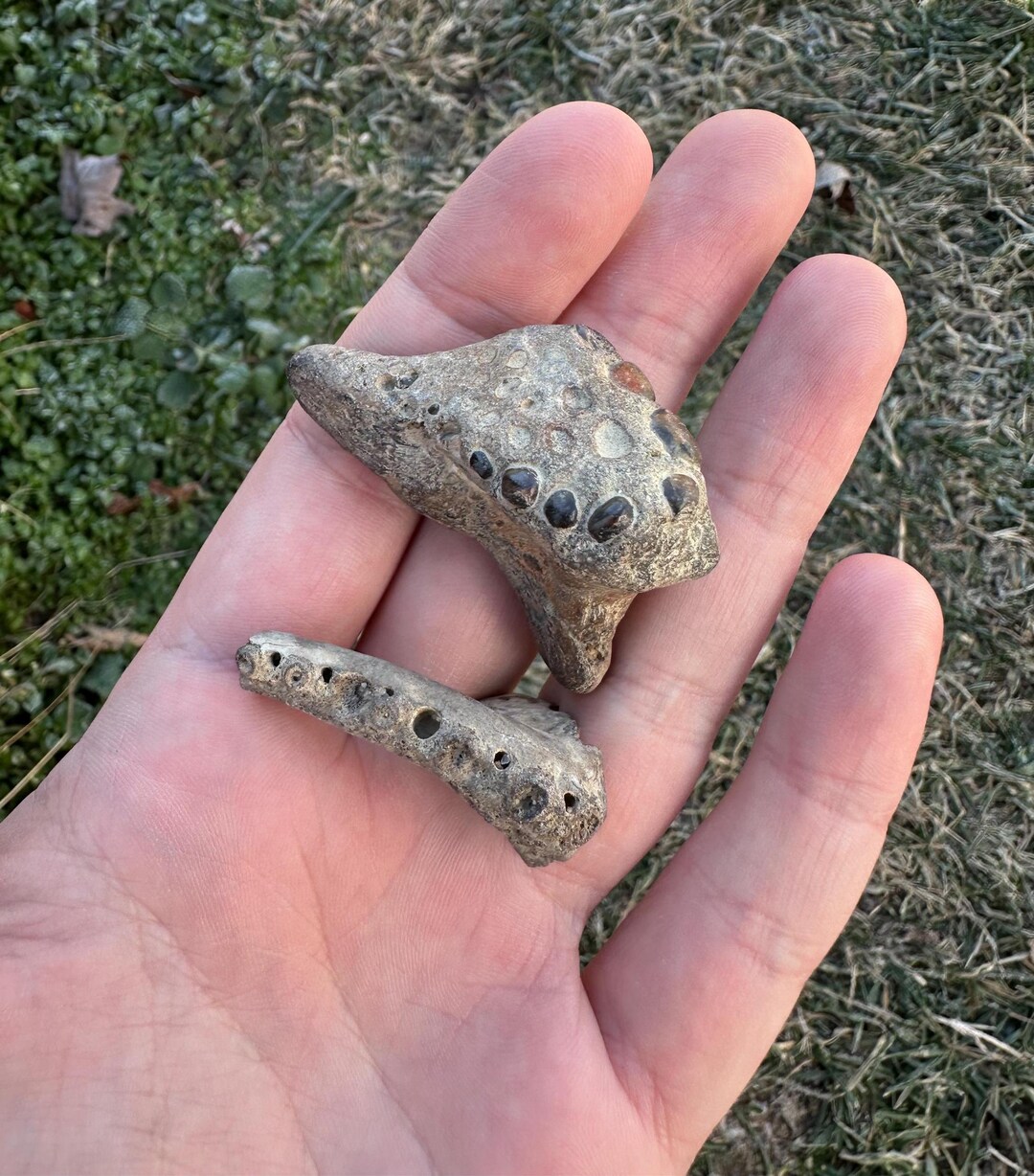 Fossil Drum Fish Jaw Segments 10 Million-year-old Upper and Lower Jaw ...